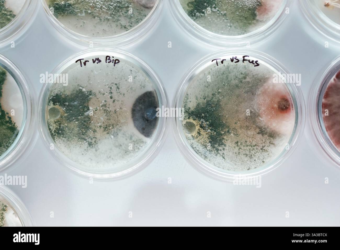 Green and red colors. Trichoderma and Sclerotinia in the laboratory in the special rounded ...
