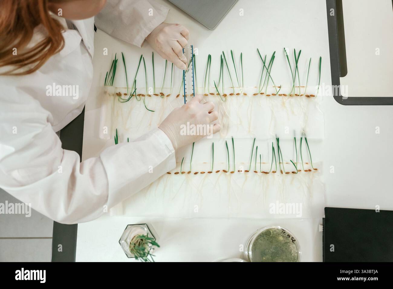 Uses a ruler. Woman is working in the laboratory with grass ...