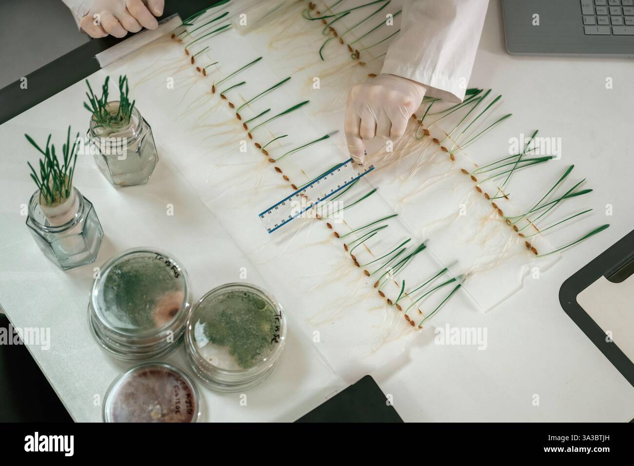Uses a ruler. Woman is working in the laboratory with grass ...