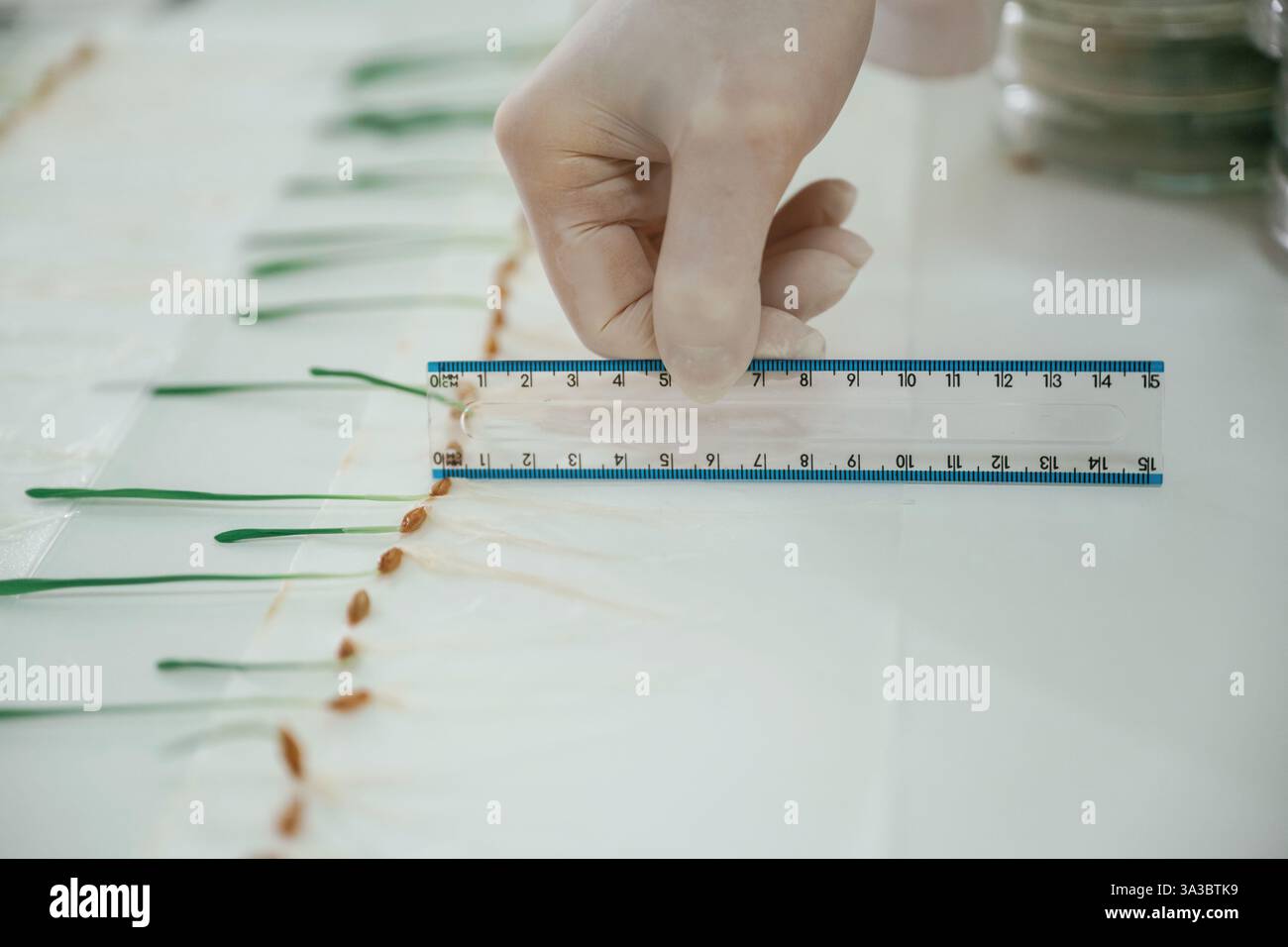 Uses a ruler. Woman is working in the laboratory with grass ...