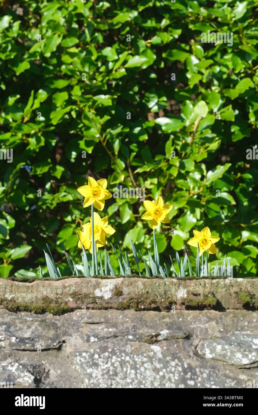 Daffodils flowering in Spring sunshine behind a garden wall with hedge ...