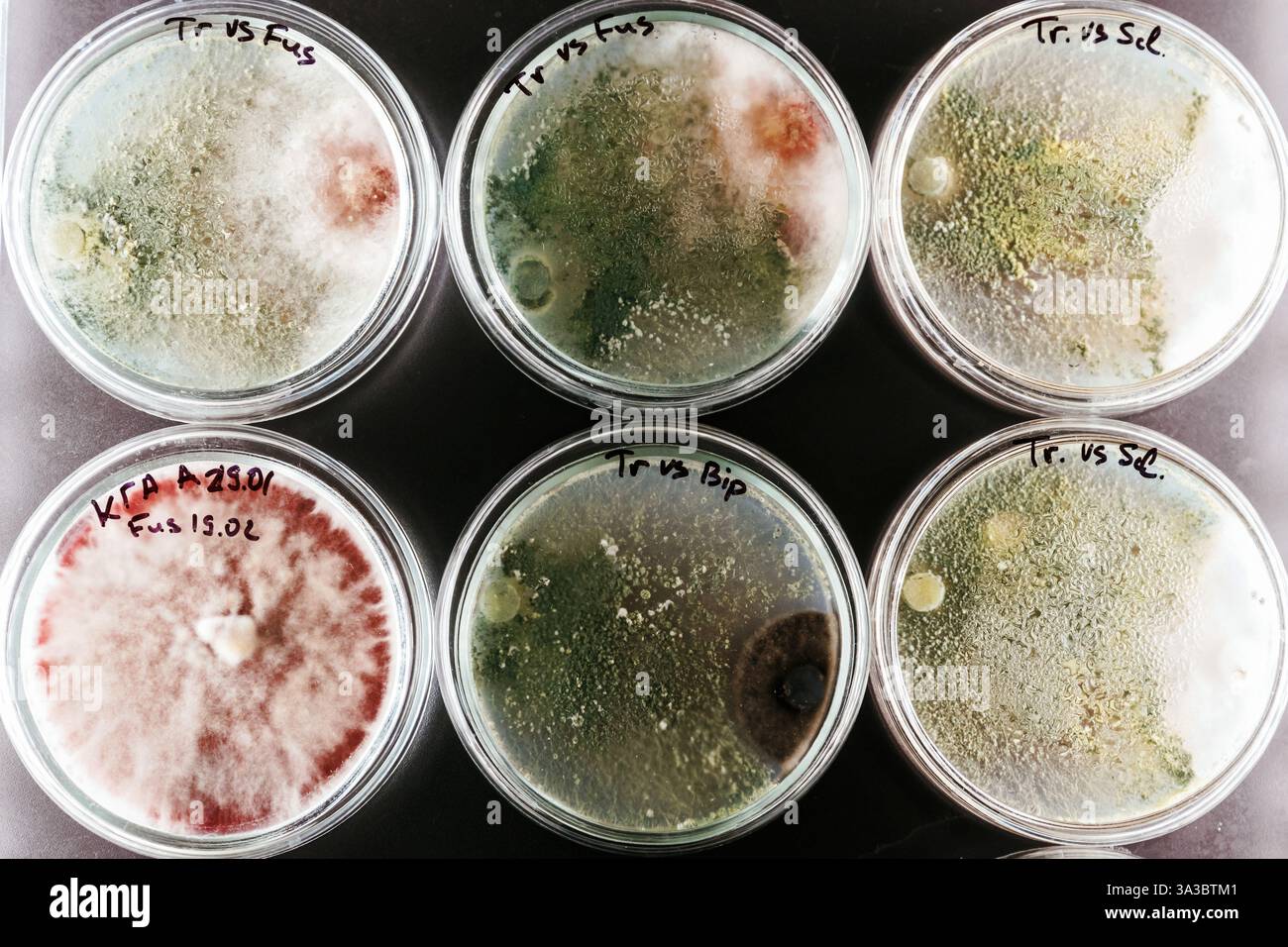 Green and red colors. Trichoderma and Sclerotinia in the laboratory in the special rounded ...