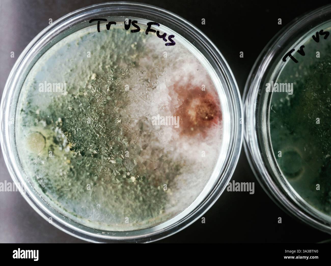 Green and red colors. Trichoderma and Sclerotinia in the laboratory in the special rounded ...