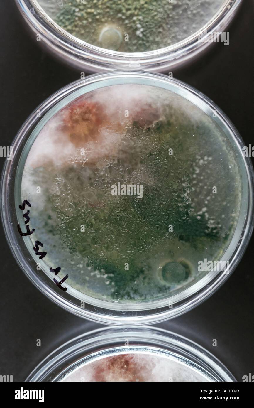 Green and red colors. Trichoderma and Sclerotinia in the laboratory in the special rounded ...