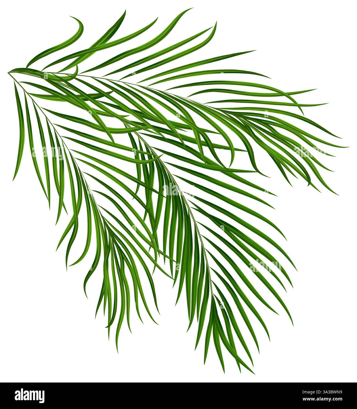 Realistic tropical green palm leaves. Exotic design elements with ...