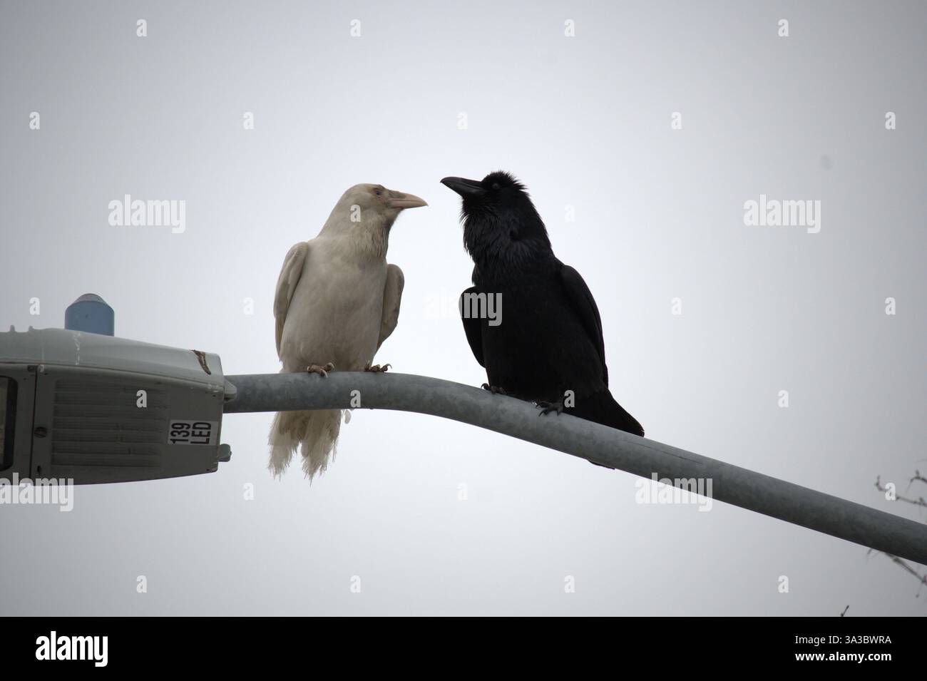 Rare White Raven and Common Raven Stock Photo - Alamy
