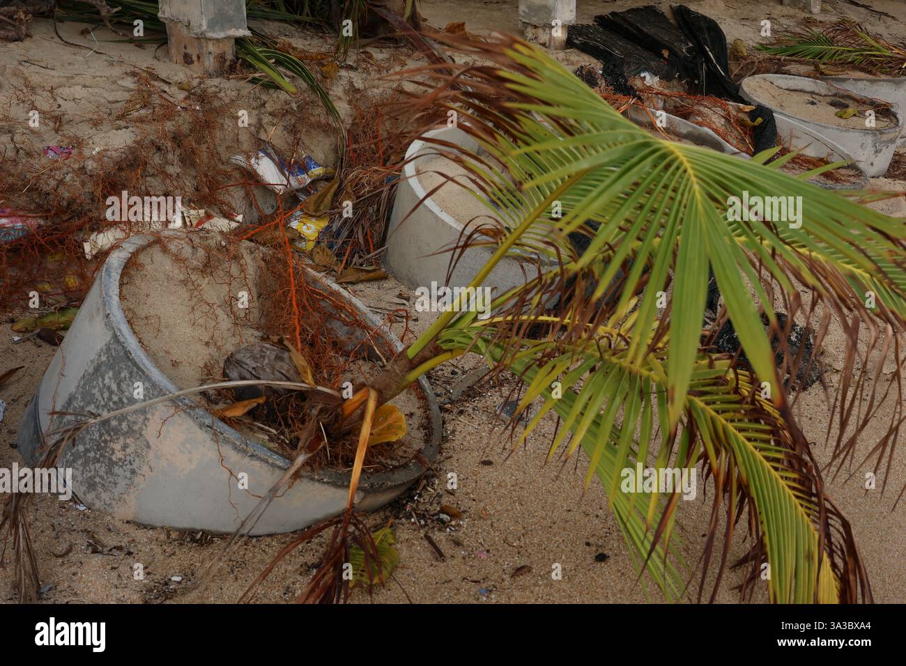 Fallen palm trees with exposed roots in broken concrete pots. Sand ...