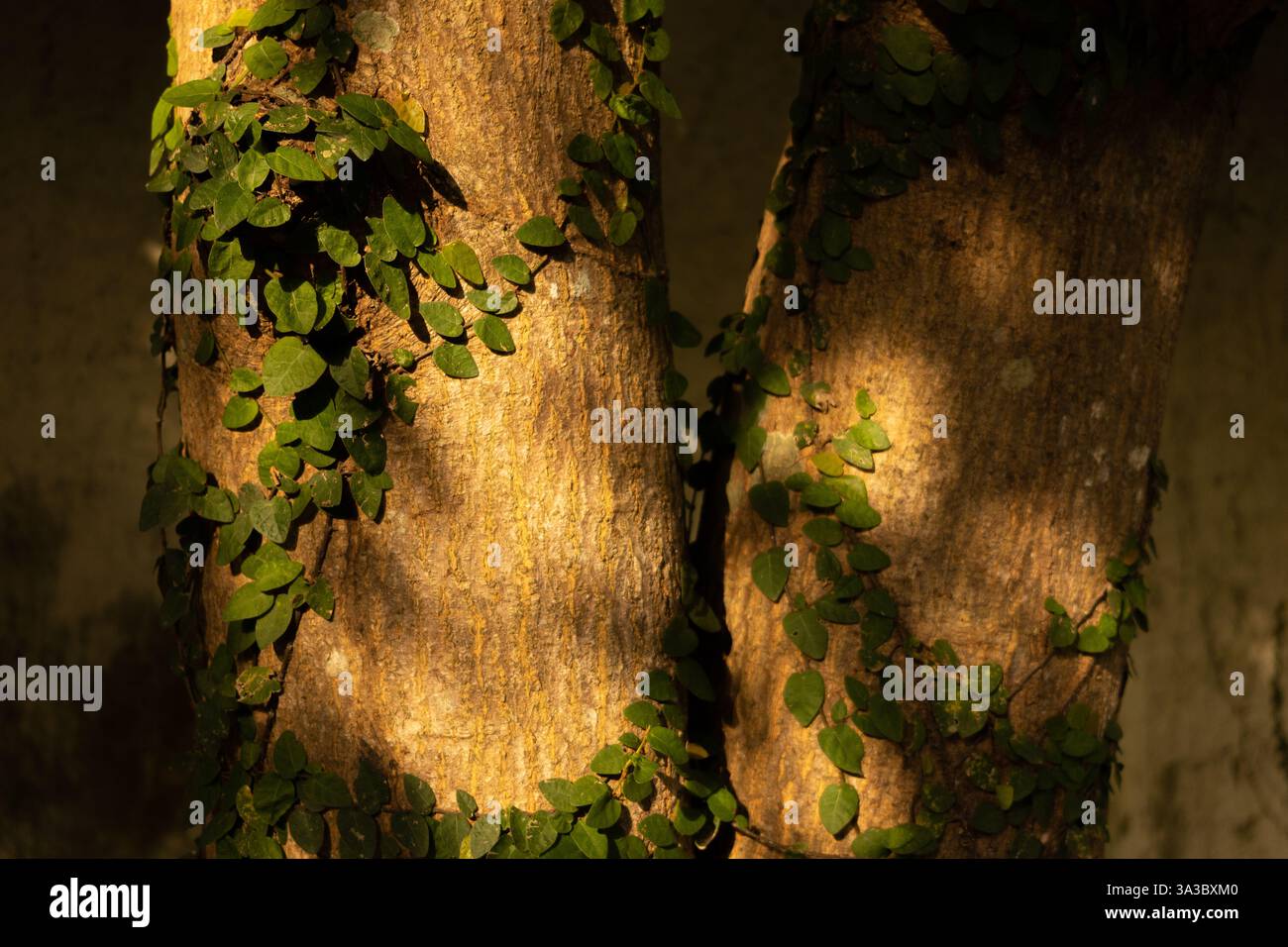 A detailed close-up of rough tree bark with creeping green vines, illuminated by warm sunlight ...