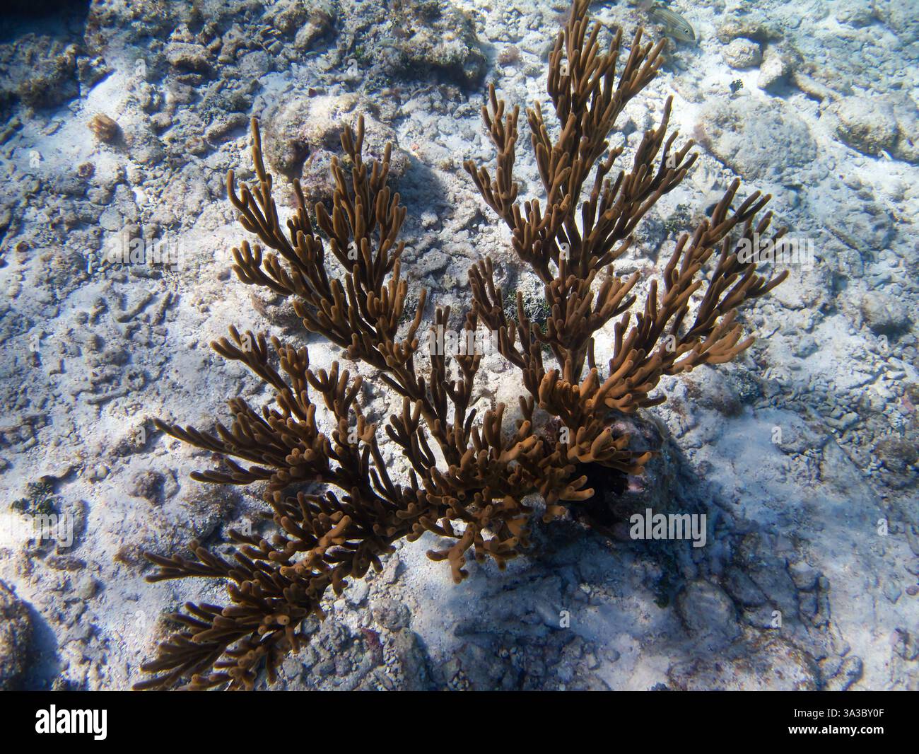 The coral reef at Caye Caulker, Belize Stock Photo - Alamy