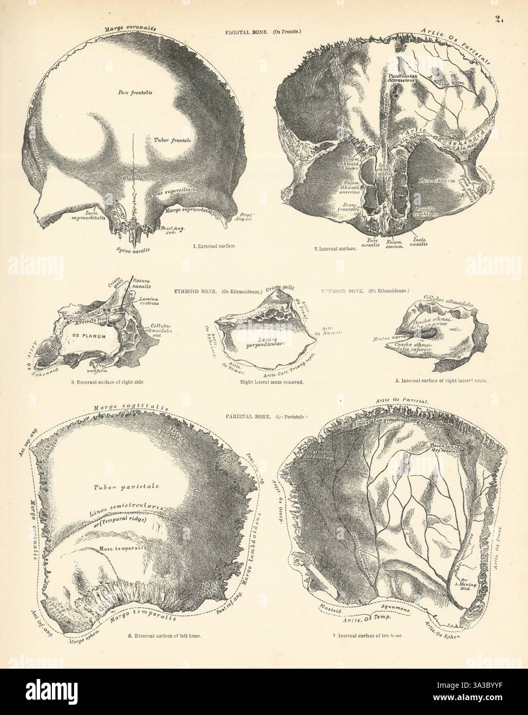 Anatomy. Frontal Bone. Ethmoid Bone. Parietal Bone 1880 old antique ...