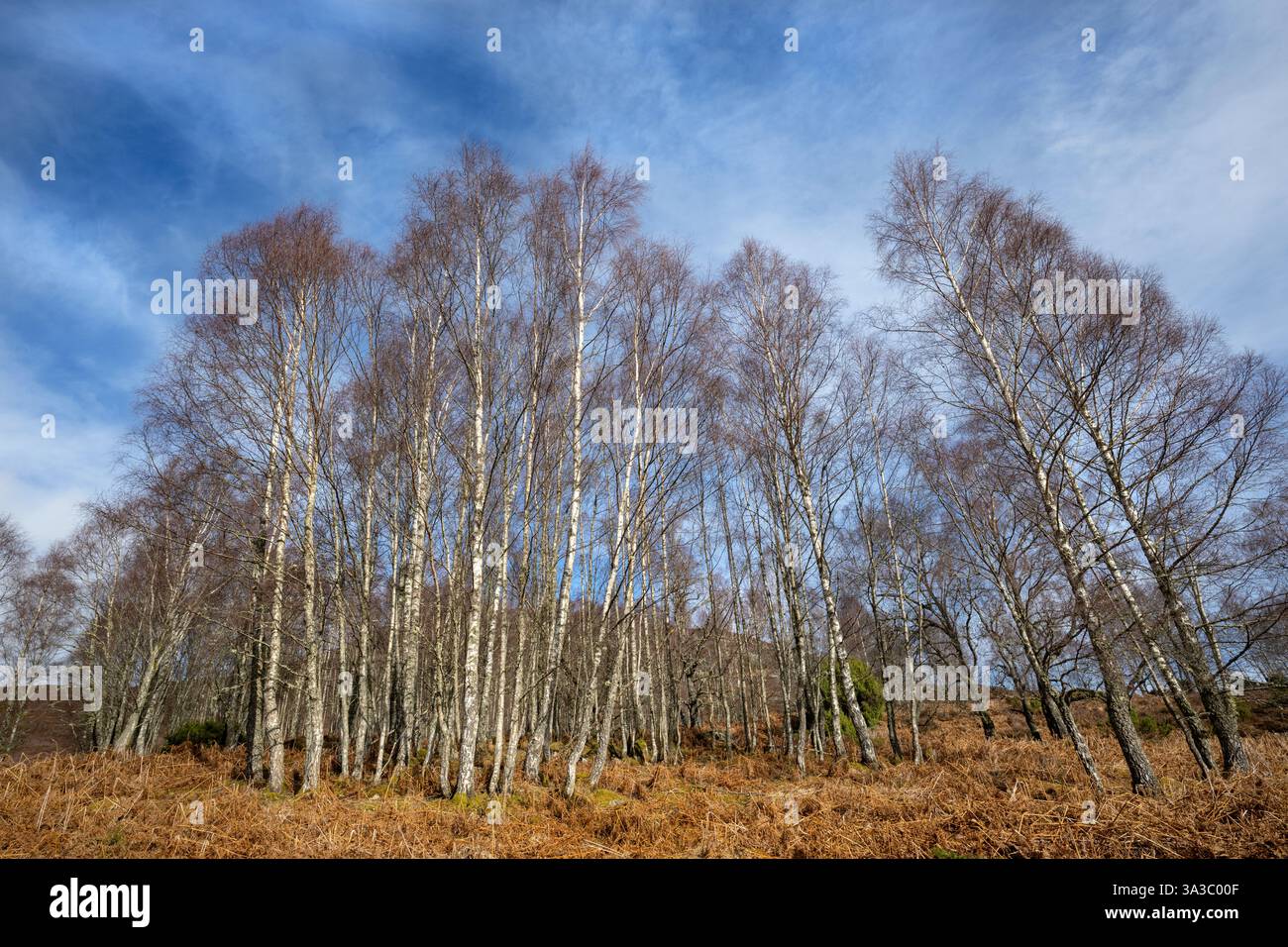 A small copse of birch trees in early spring pictured on one of the ...
