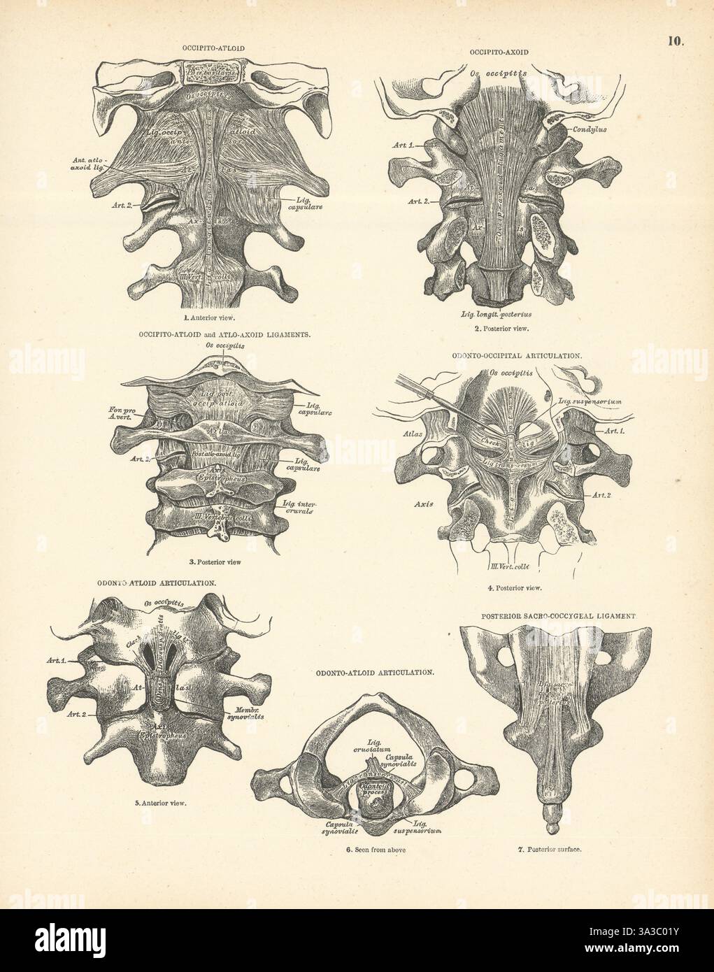 Occipito posterior hi-res stock photography and images - Alamy