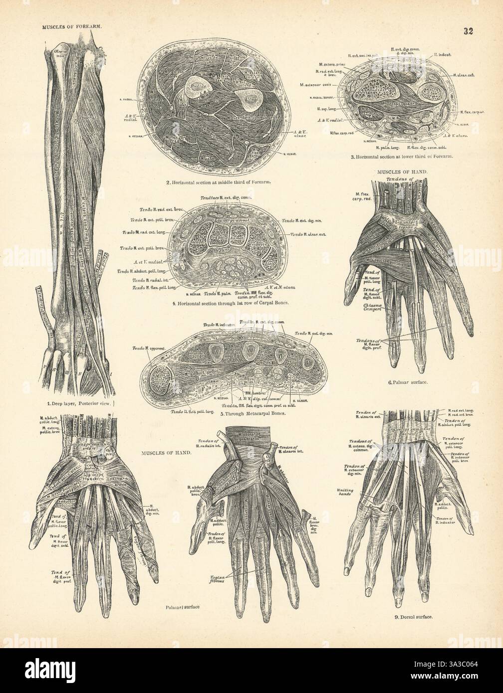Anatomy. Muscles of Forearm, Hand 1880 old antique vintage print ...