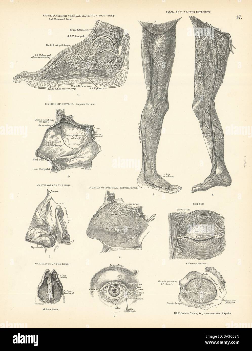 Anatomy. Foot Vertical Section, Nostrils, Nose Cartilage, Eye 1880 old ...