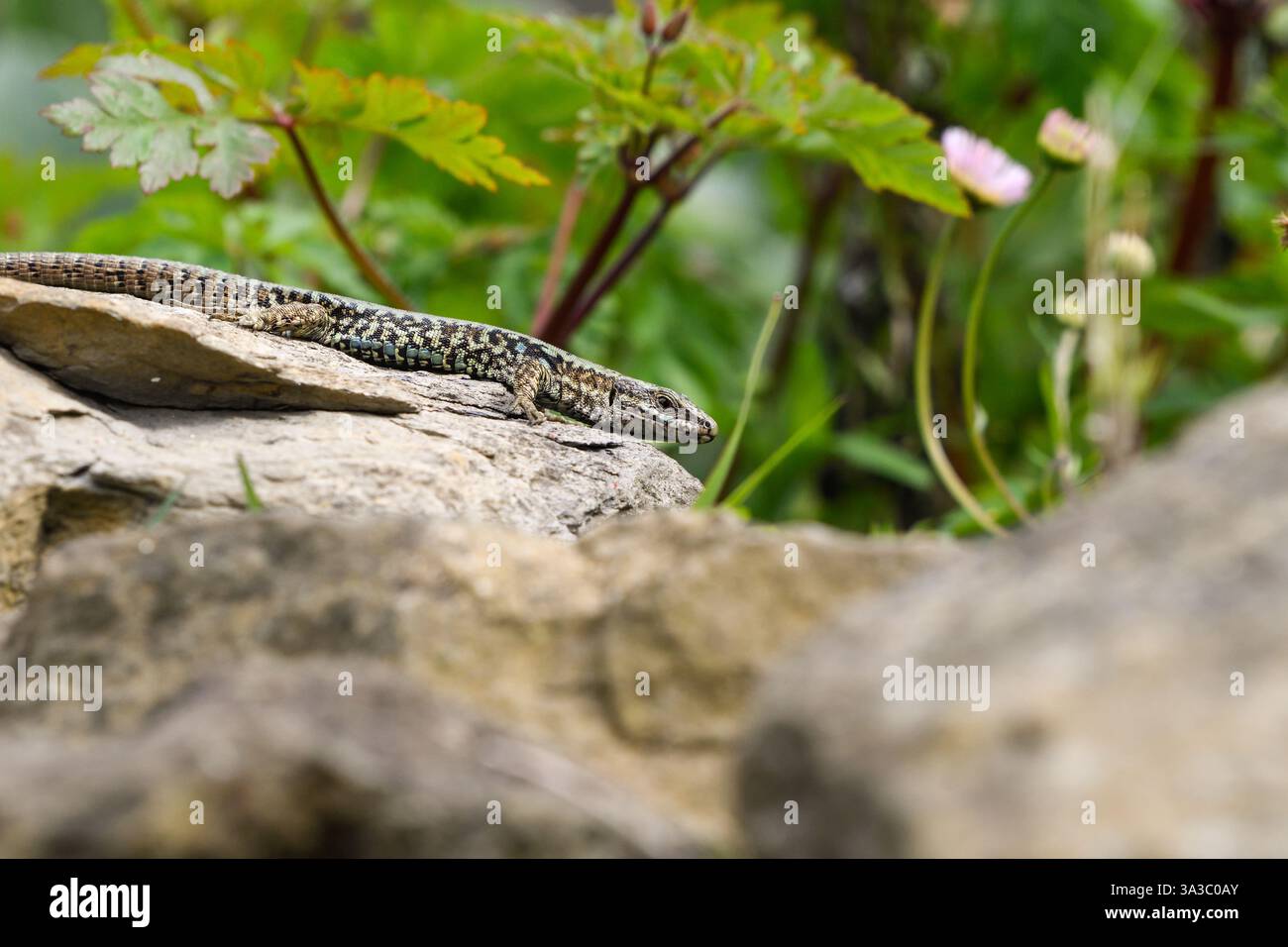 Vertebrados reptiles hi-res stock photography and images - Alamy