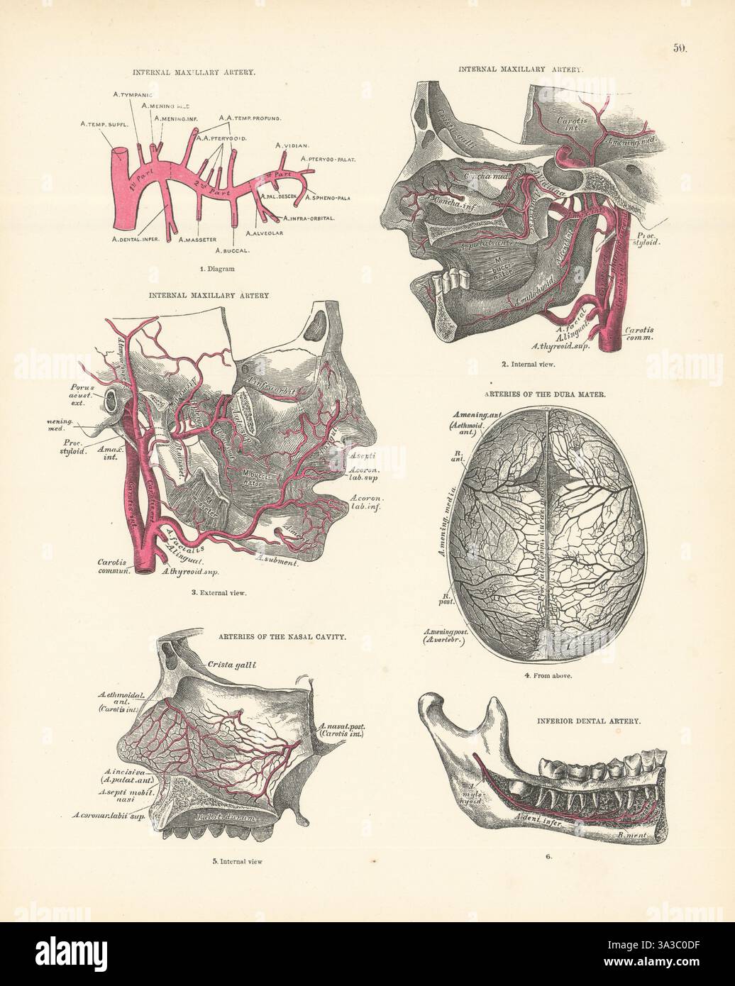 Anatomy. Internal Maxillary, Dura Mater, Nasal, Inferior Dental ...