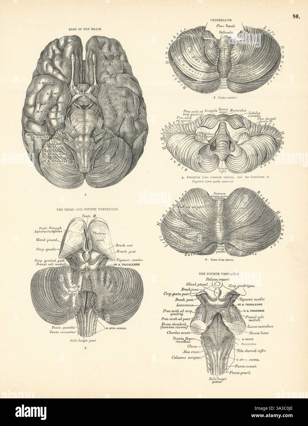 Anatomy. Brain Base, Cerebellum, 3rd & 4th Ventricles 1880 old antique ...