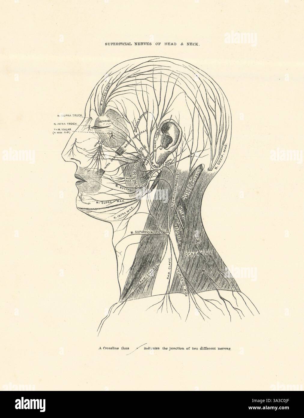 Anatomy. Superficial Nerves of Head & Neck 1880 old antique print ...
