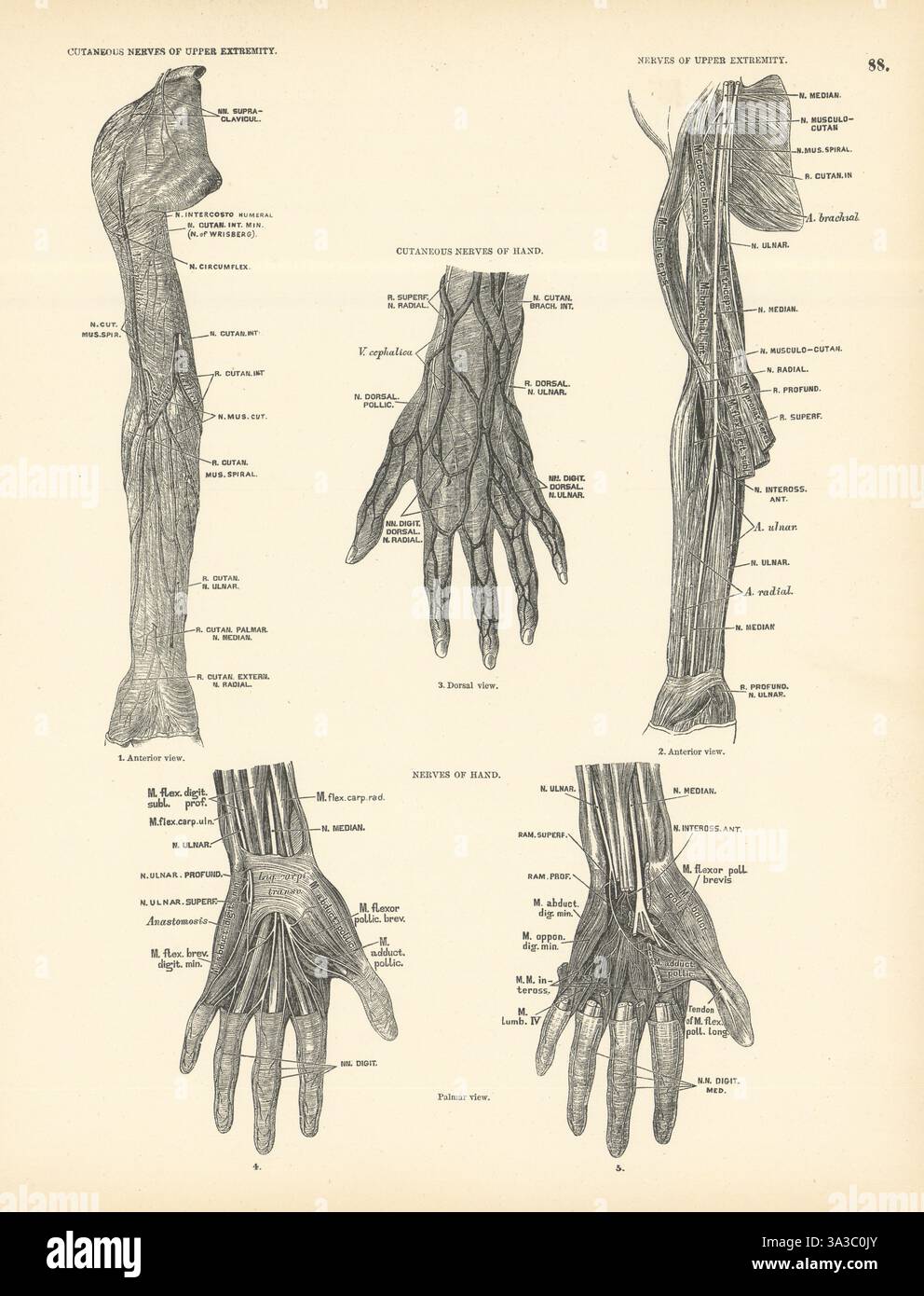 Anatomy. Cutaneous Nerves of Upper Extremity & Hand 1880 old antique ...