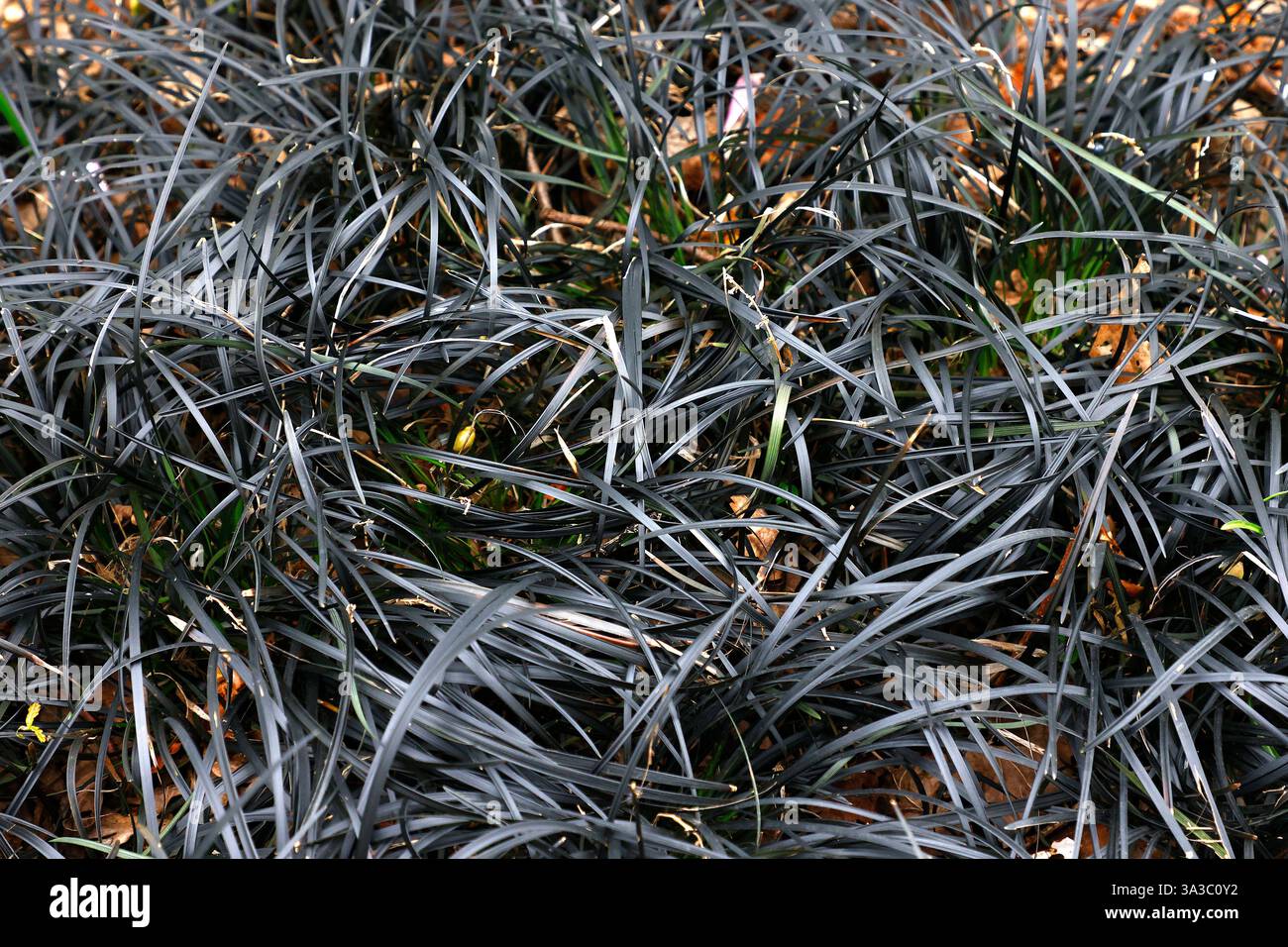 Closeup of the dark black long leaves of the ornamental garden grass ...