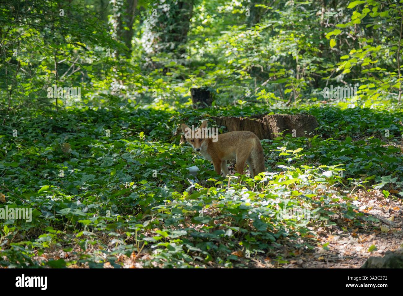 A Red Fox hunting among the trees in the garden of the Royal Palace in ...
