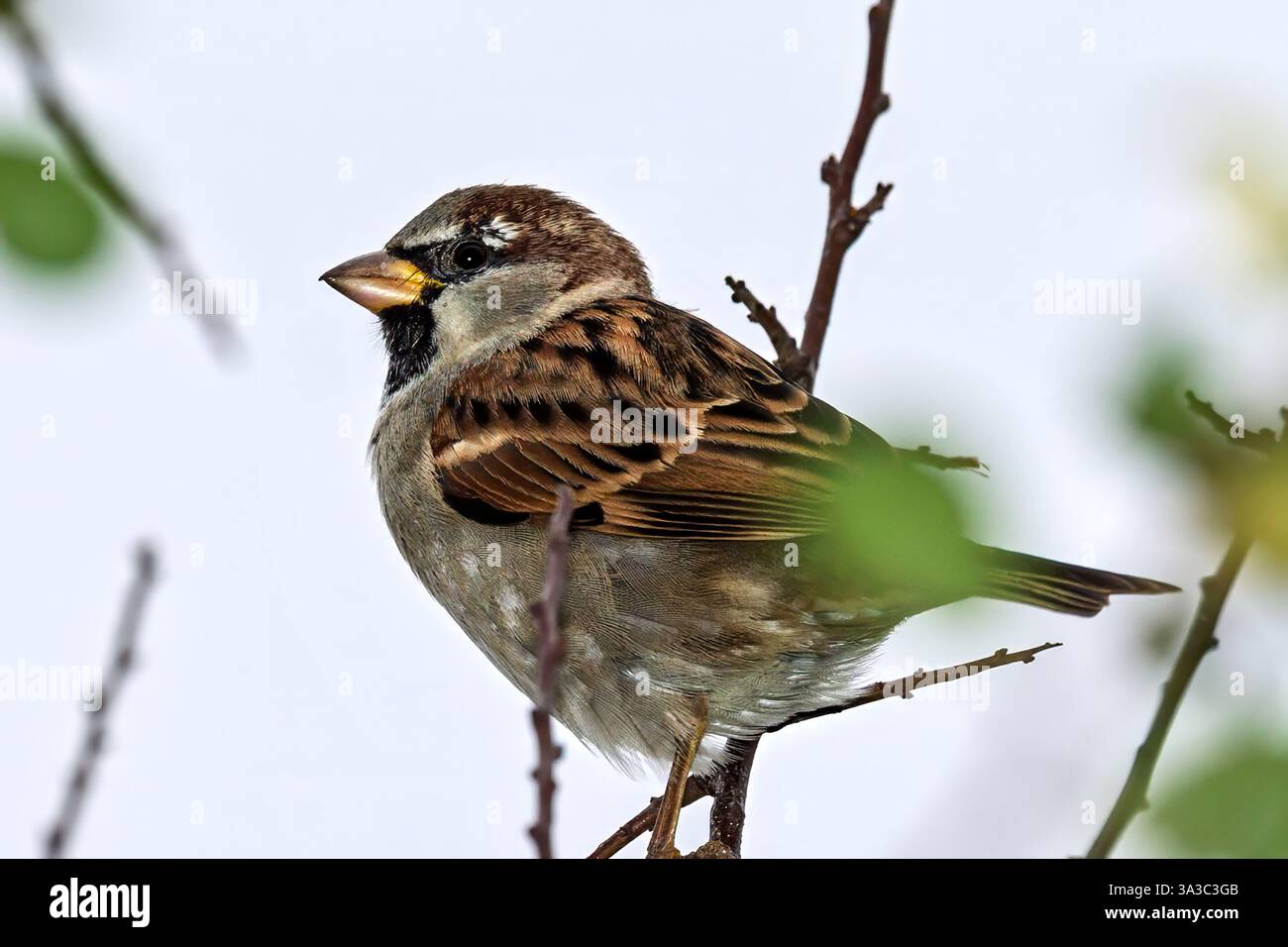 Male, House Sparrow, Osea Island, Essex, UK Stock Photo - Alamy