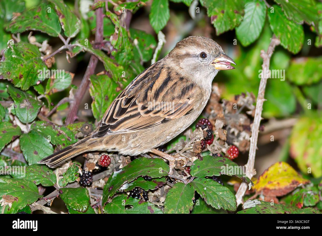 Female, House Sparrow, Osea Island, Essex, UK Stock Photo - Alamy