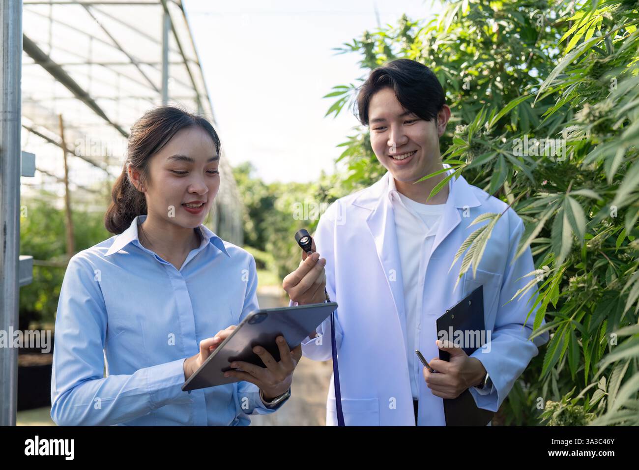 Cannabis Quality Control and Assessment. Two young researchers ...