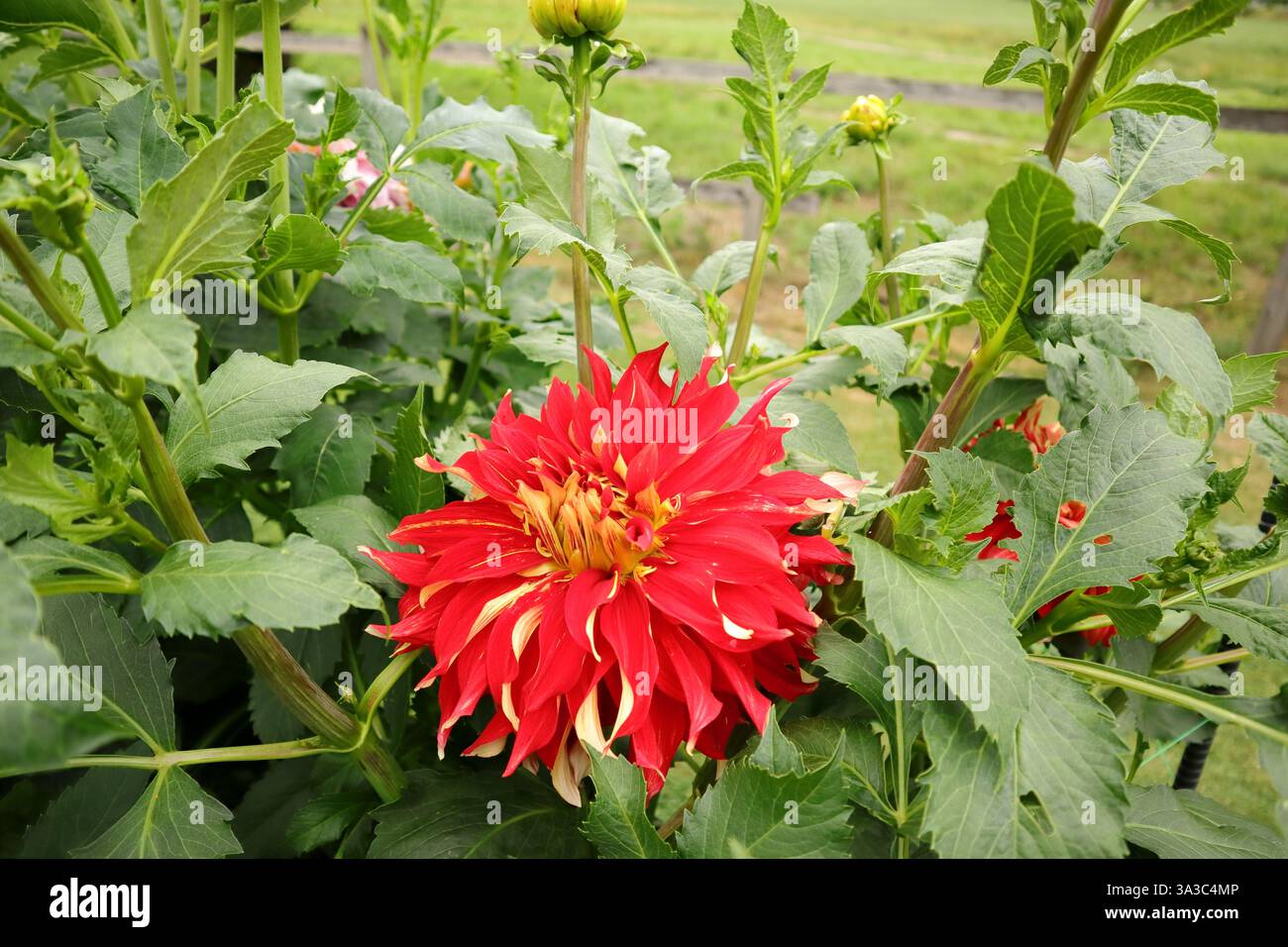 Dahlia cornel hi-res stock photography and images - Alamy