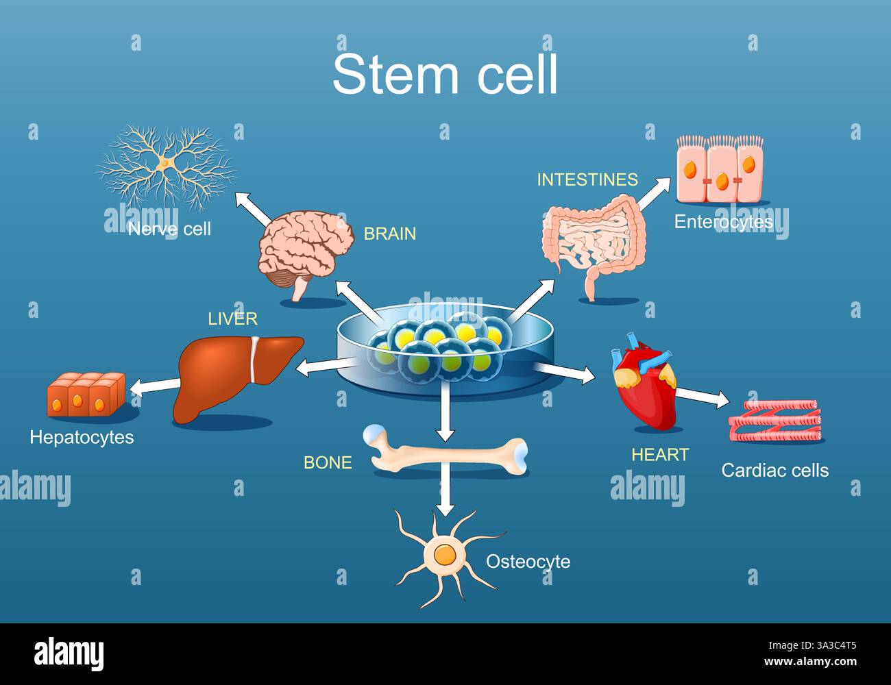 Multipotent cells Stock Vector Images - Alamy