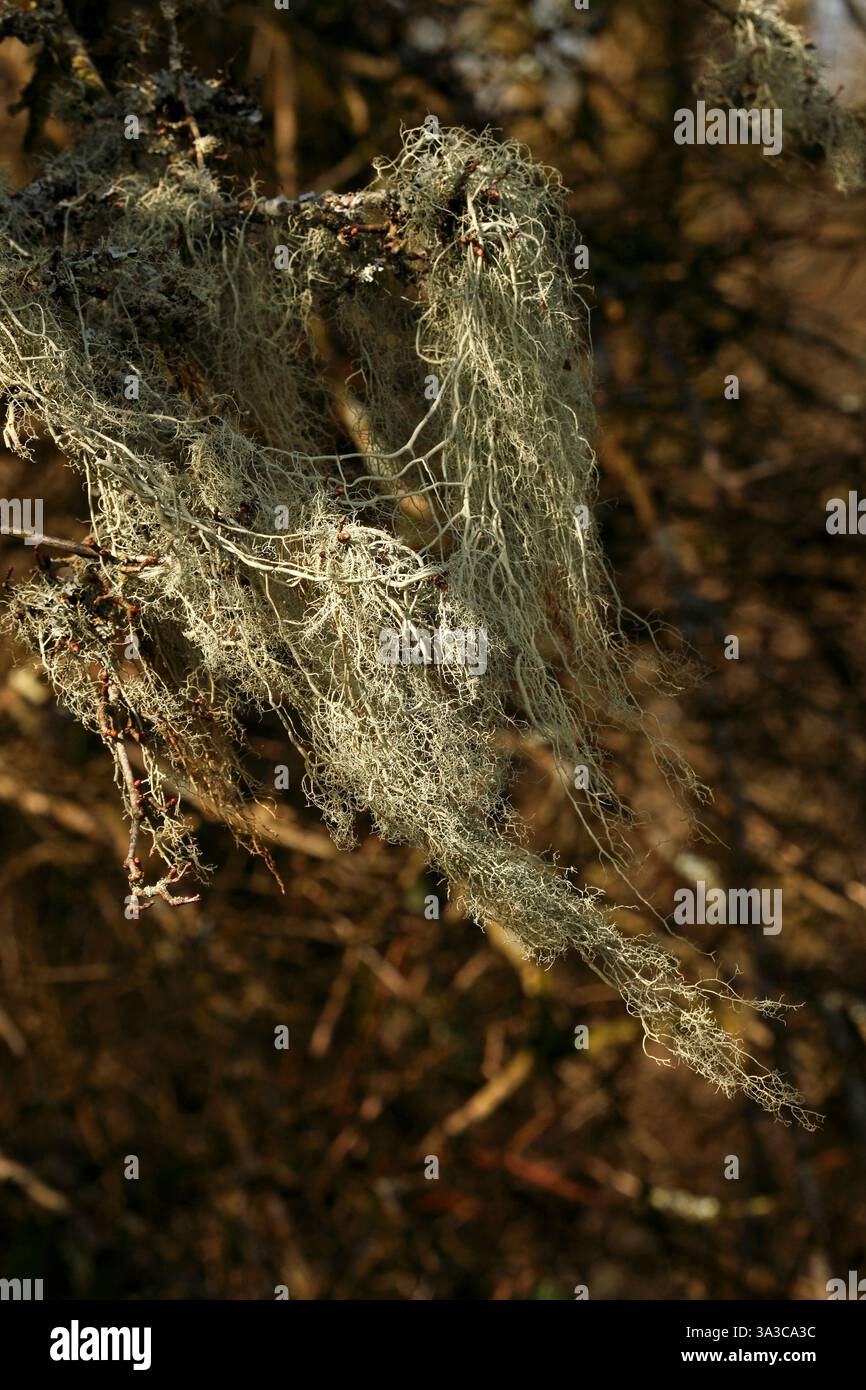 String-of-Sausage lichen. Usnea articulata. a type of fruticose lichen ...