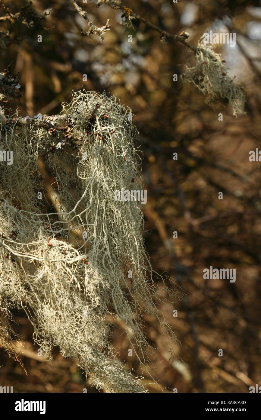 String-of-Sausage lichen. Usnea articulata. a type of fruticose lichen ...