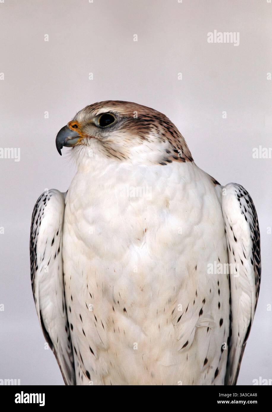Gyrfalcon. Falco rusticolus Stock Photo - Alamy