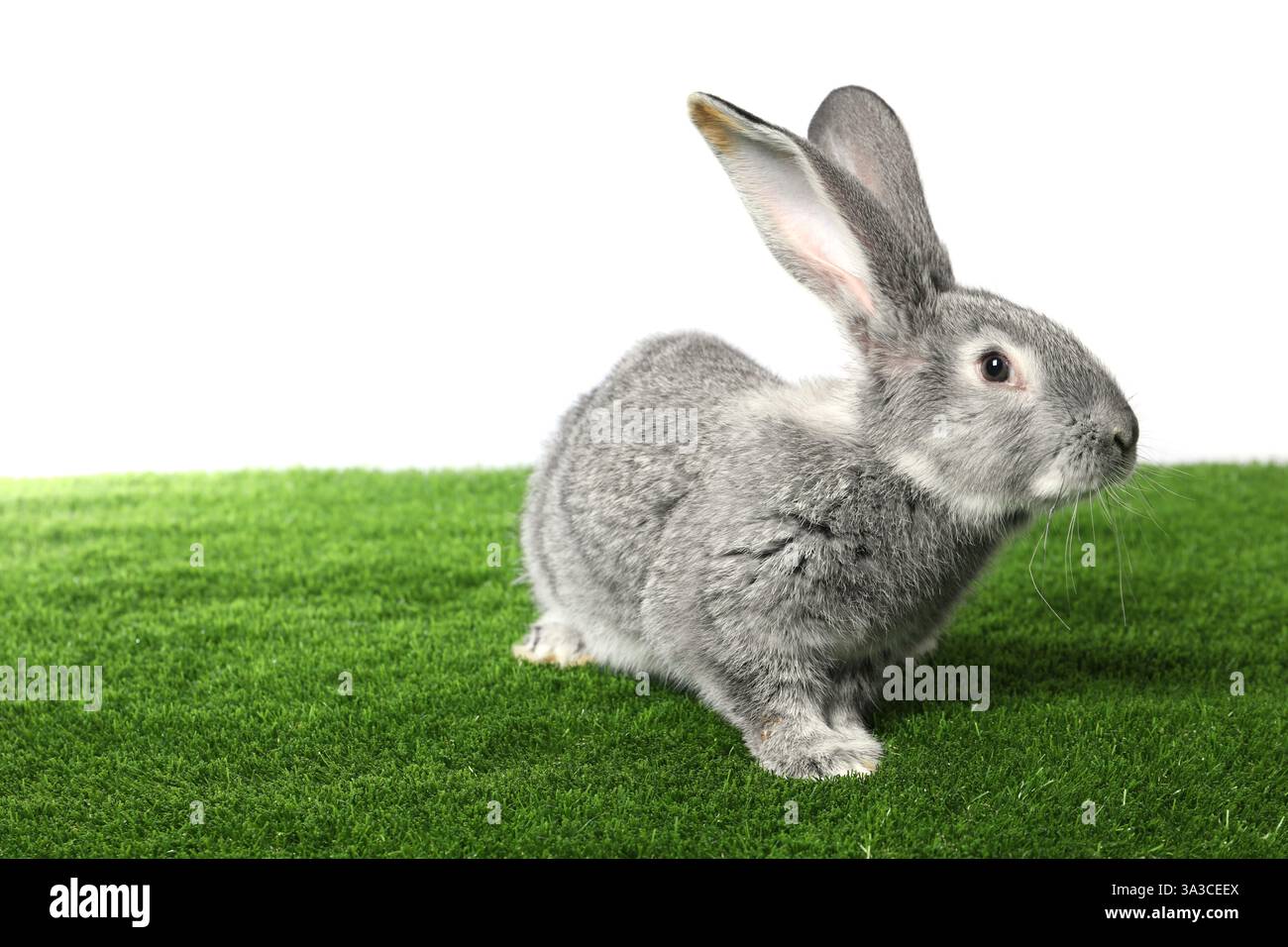 Fluffy grey rabbit on green grass against white background Stock Photo ...