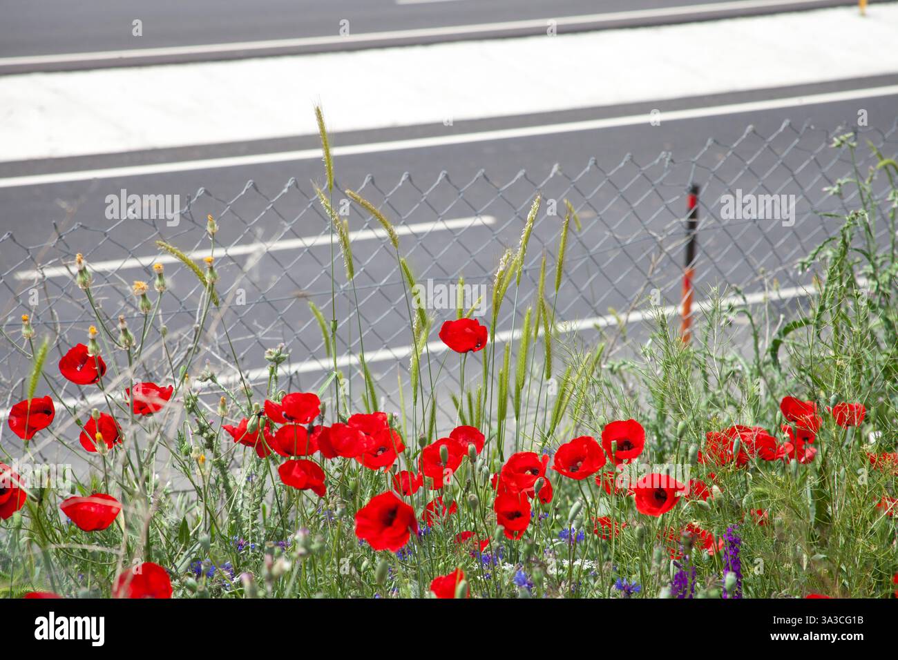 Car road red poppies hi-res stock photography and images - Alamy
