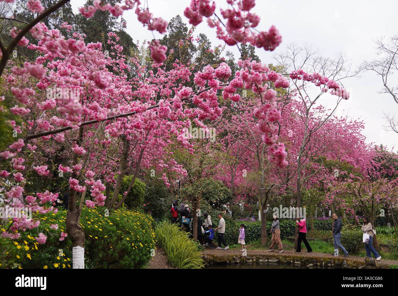 Beijing, China's Yunnan Province. 15th Mar, 2025. Tourists enjoy cherry ...