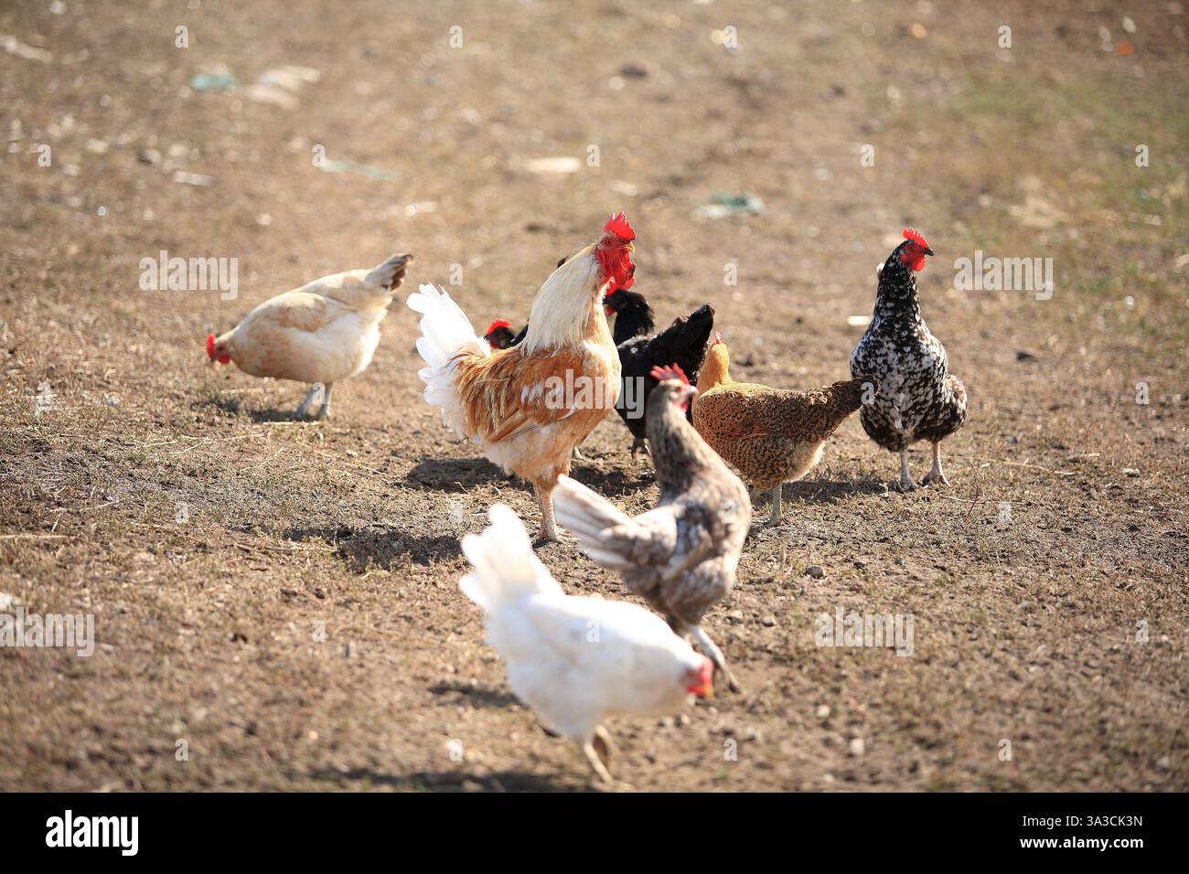 Group of chickens on a farm yard chicken eco farm, free range chickens ...