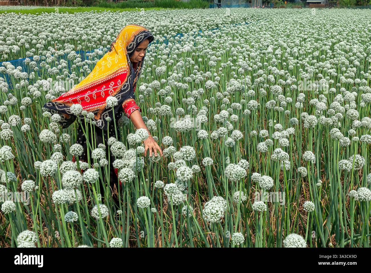 A woman artificially pollinating onion flowers Stock Photo - Alamy