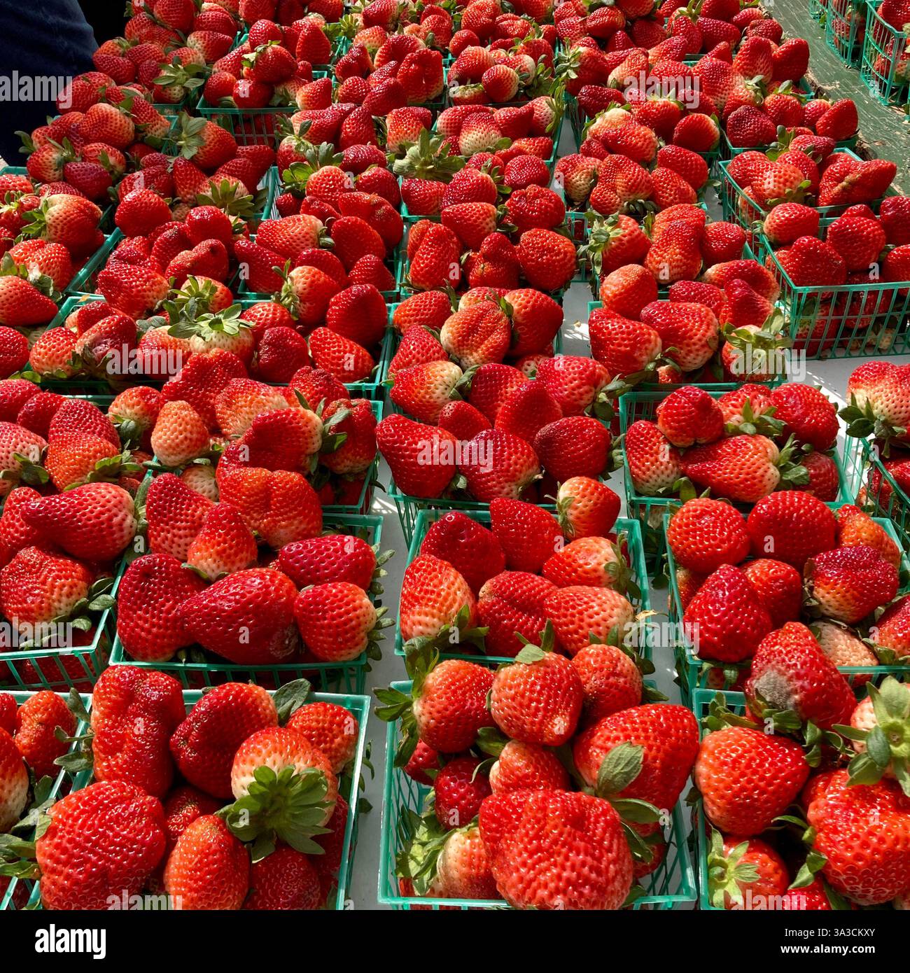 Strawberries for sale at an outdoor market in Sarasota, Florida, USA ...