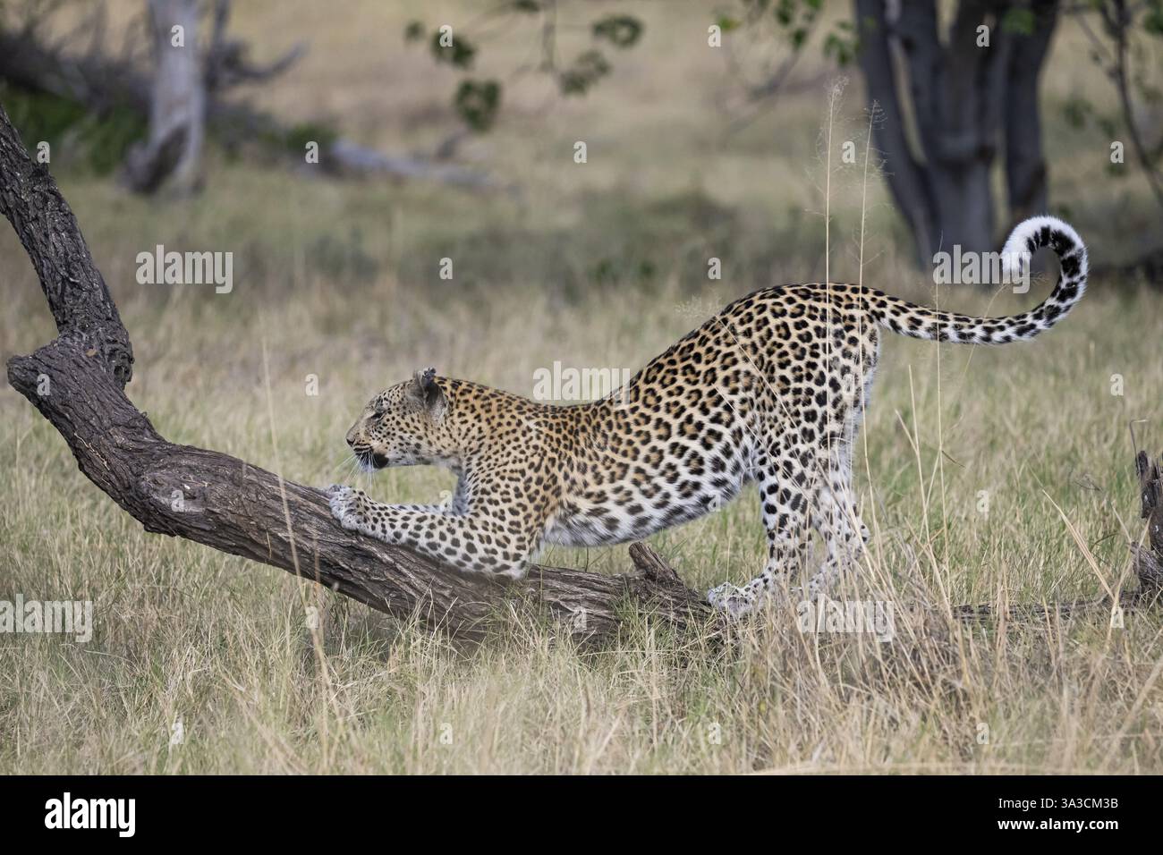 Leopard (Panthera pardus) female, stretching on a tree trunk, Moremi ...