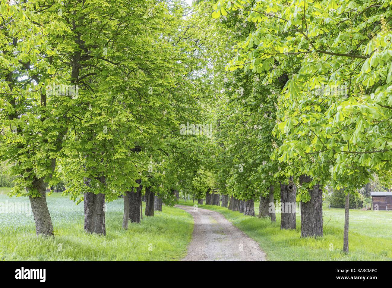 Listed avenue with old trees of white horse chestnut (Aesculus ...