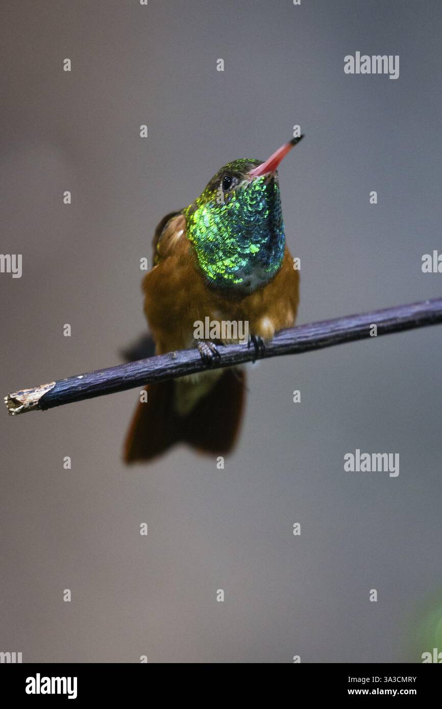 Buff-bellied Humming bird (Amazillia yucatanensis), adult male, showing ...
