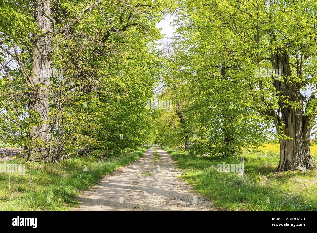Path through the 200-year-old avenue of lime trees, mainly winter lime ...