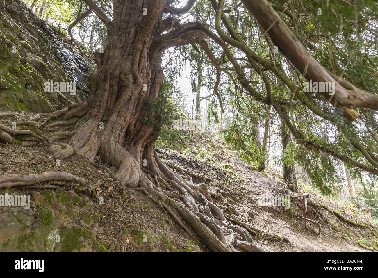 The 1000-year-old yew tree (Taxus) on the Lederberg in Schlottwitz in ...