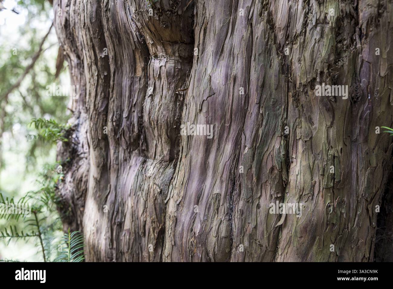 The 1000-year-old yew tree (Taxus) on the Lederberg in Schlottwitz in ...