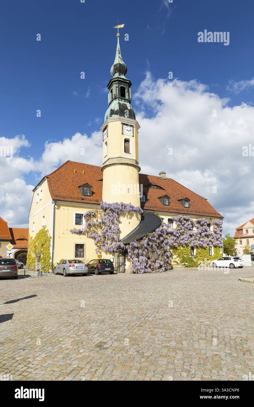 Town hall on the market square with blue rain (Wisteria) in bloom ...