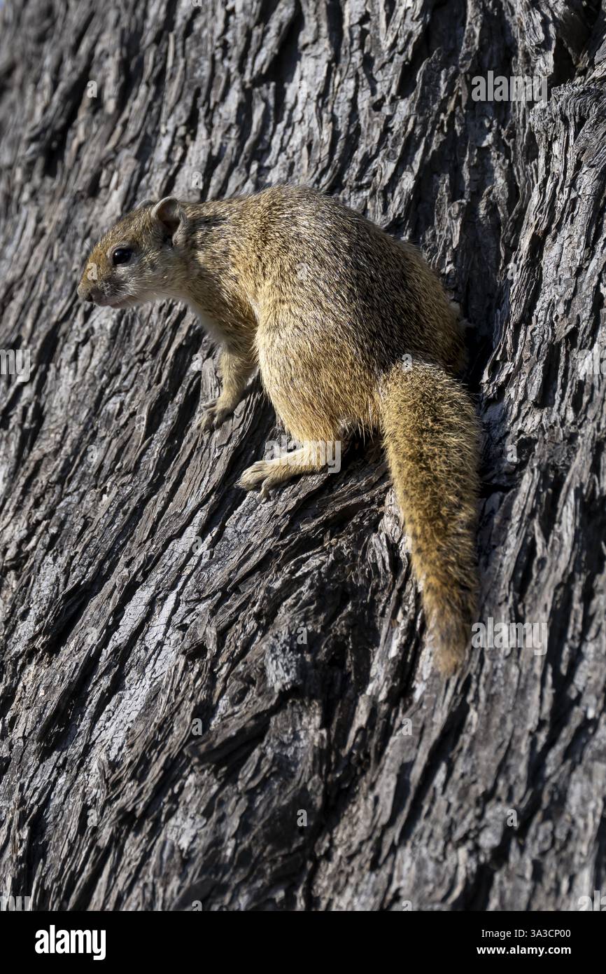 Tree squirrel, African bush squirrel (Paraxerus cepapi), Moremi Game ...