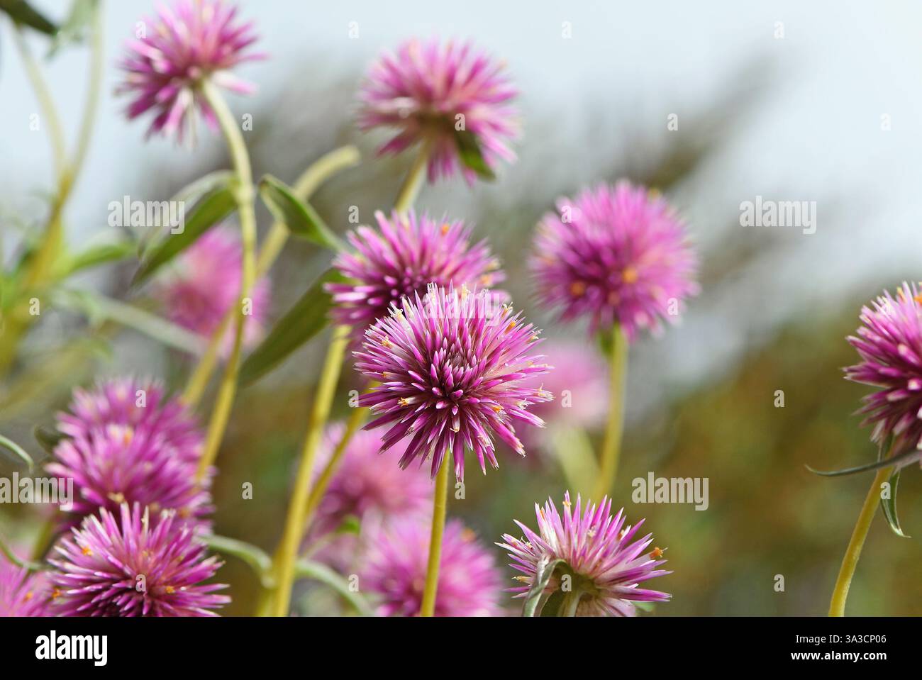 Flowers of the Australian native Globe Amaranth Pink Billy Button ...