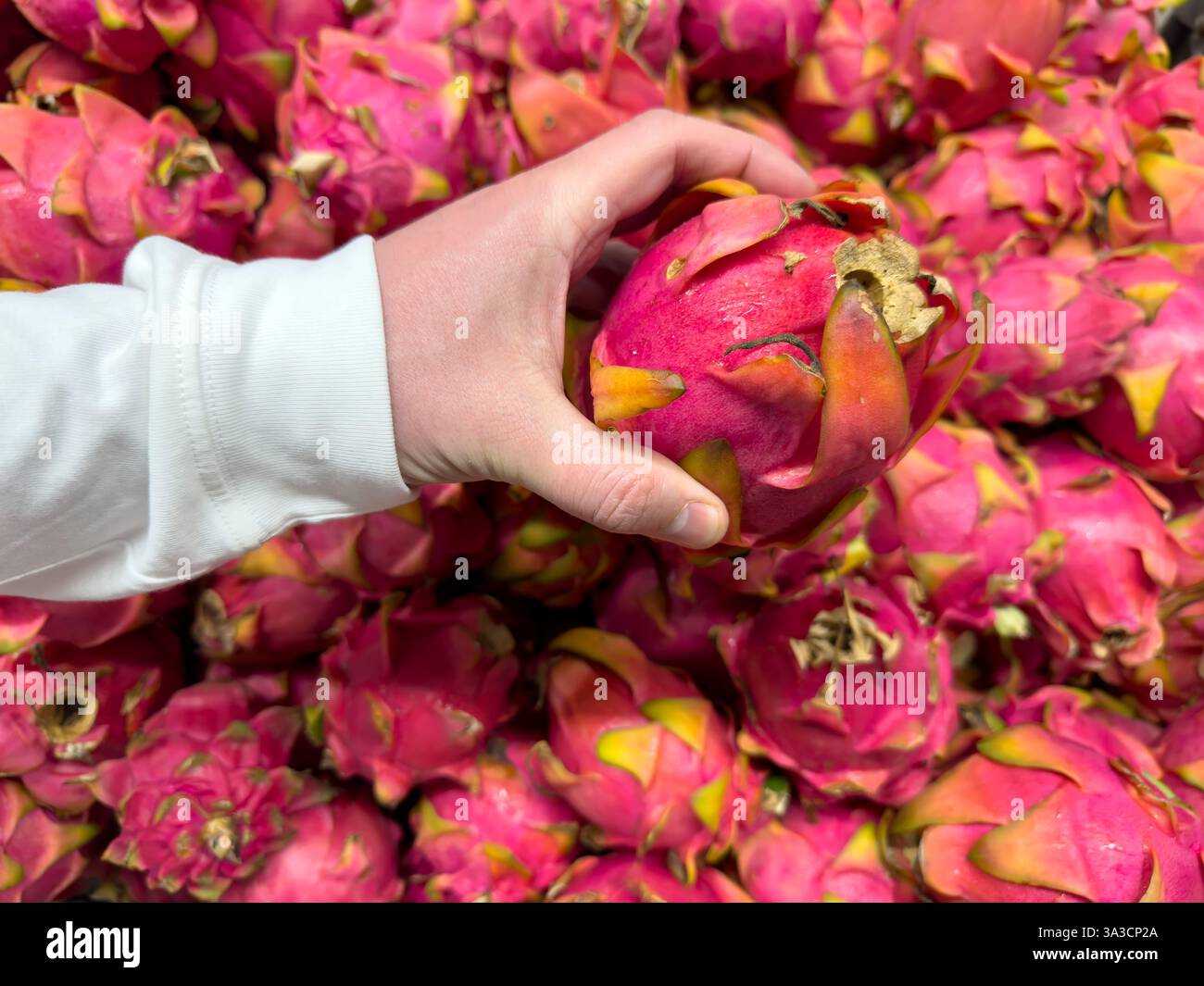 Hand holding fresh dragon fruit in market display. Selecting ripe ...