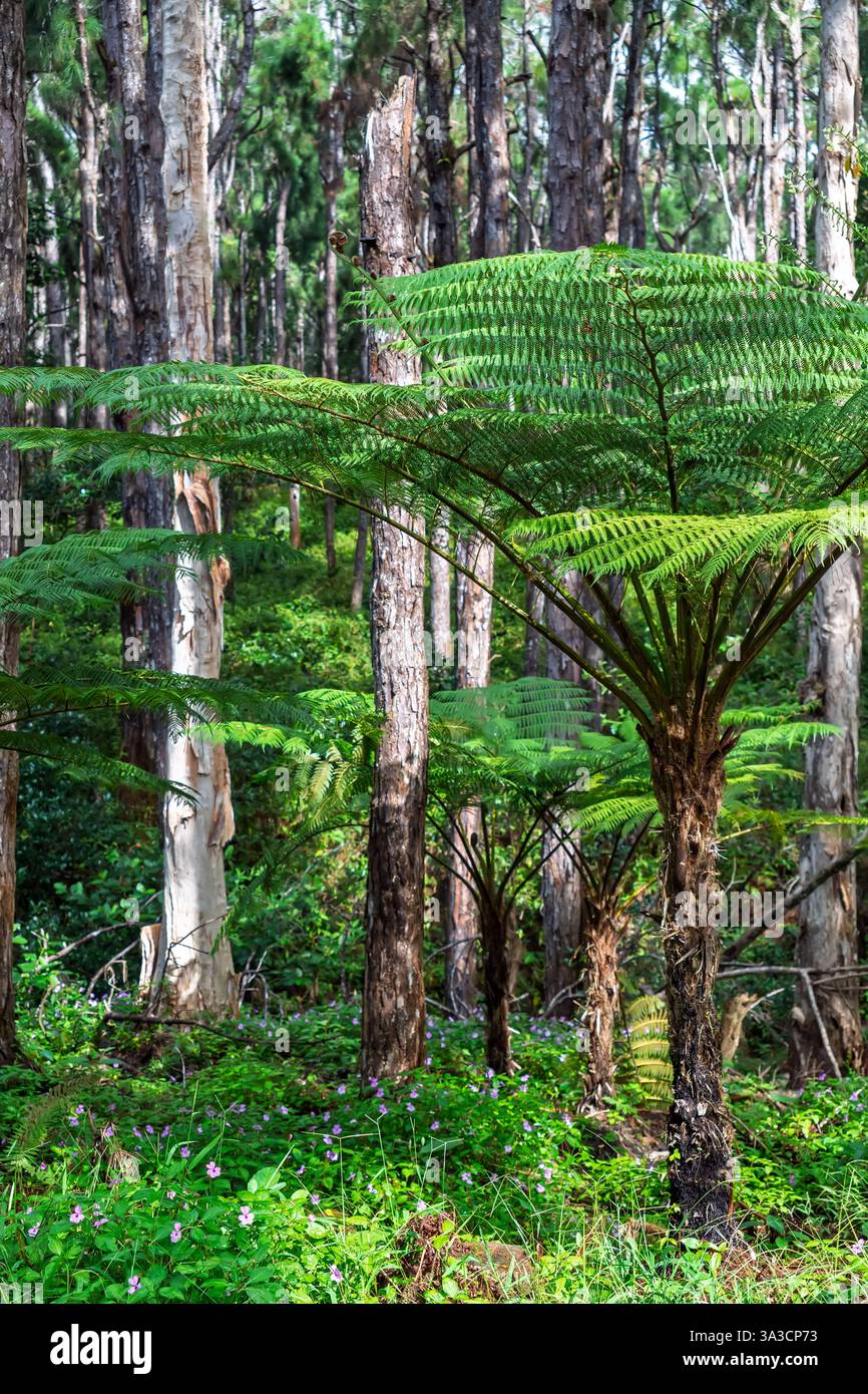Vertical photo of temperate rainforest with ancient ferns.Native forest ...